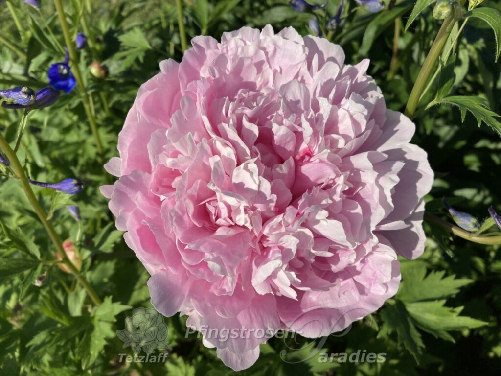 Paeonia 'Alice Harding' | Pfingstrosen-Paradies Tetzlaff