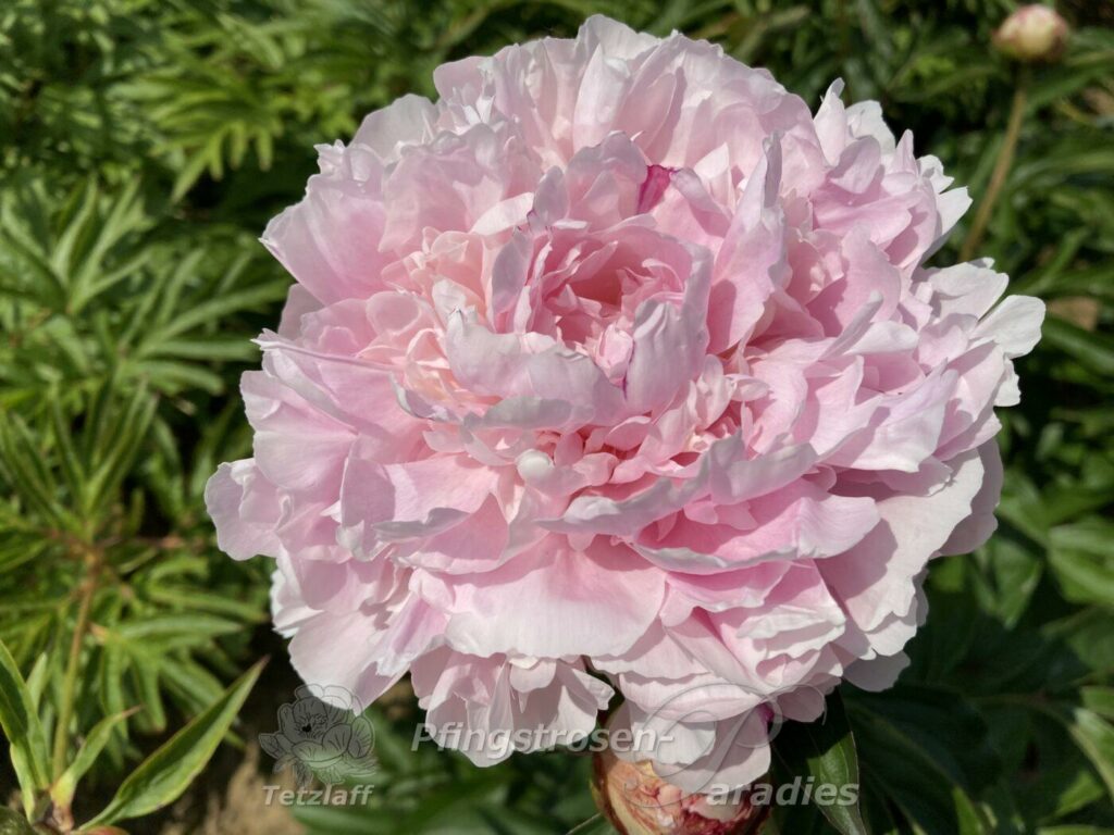 Paeonia 'Alice Harding' | Pfingstrosen-Paradies Tetzlaff