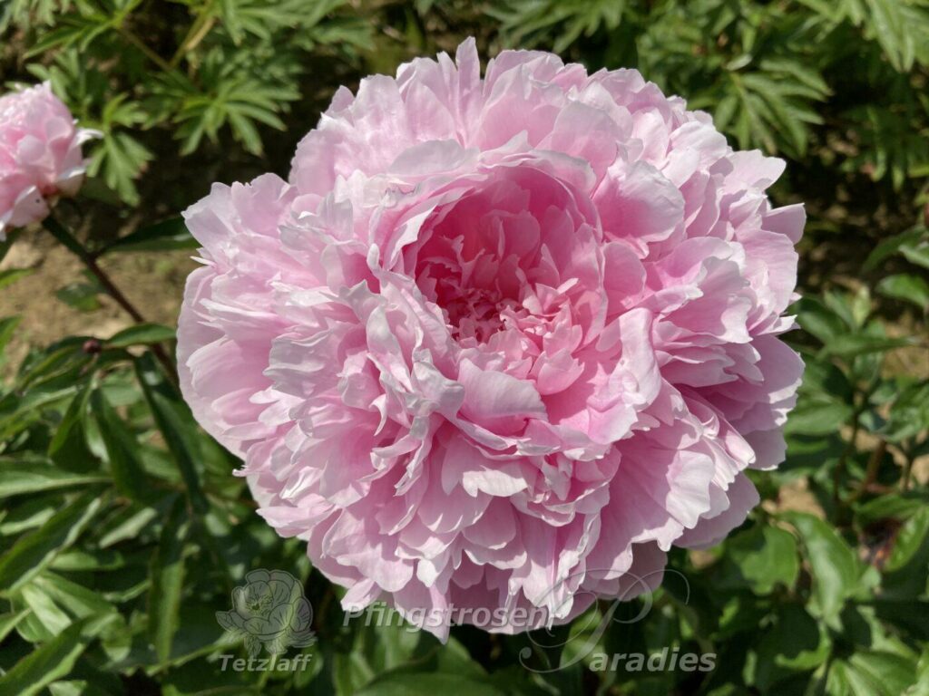 Paeonia 'Alice Harding' | Pfingstrosen-Paradies Tetzlaff