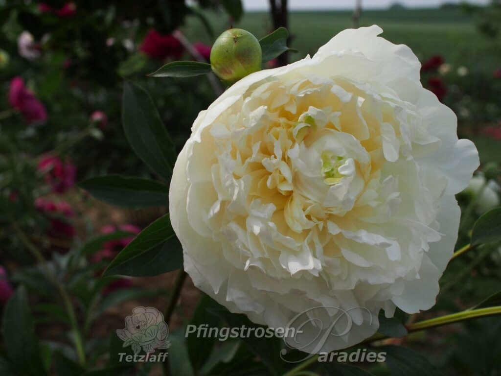 Paeonia 'Baroness Schroeder' | Pfingstrosen-Paradies Tetzlaff