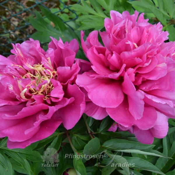 Paeonia 'Belle Toulousaine' | Pfingstrosen-Paradies Tetzlaff