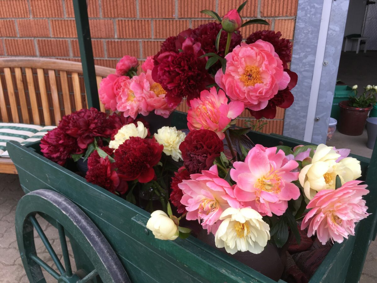 Paketangebote | Pfingstrosen-Paradies