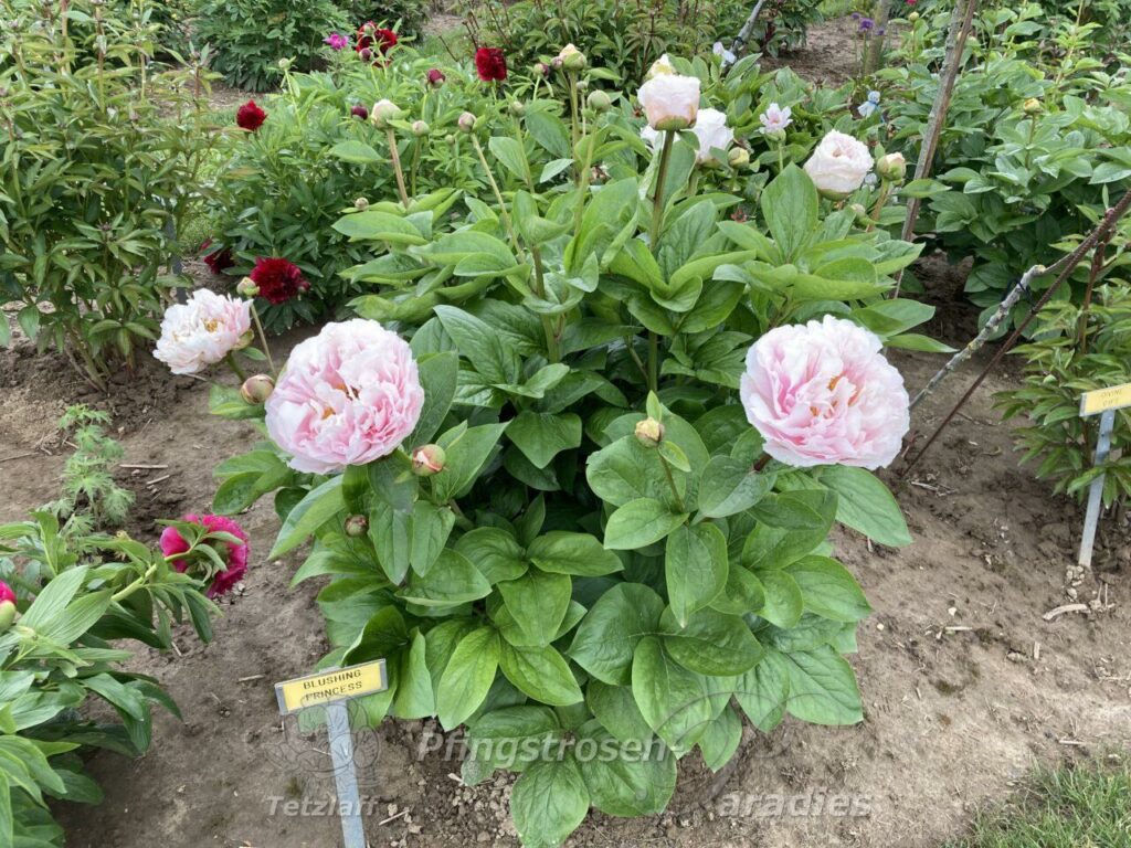 Paeonia 'Blushing Princess' | Pfingstrosen-Paradies Tetzlaff
