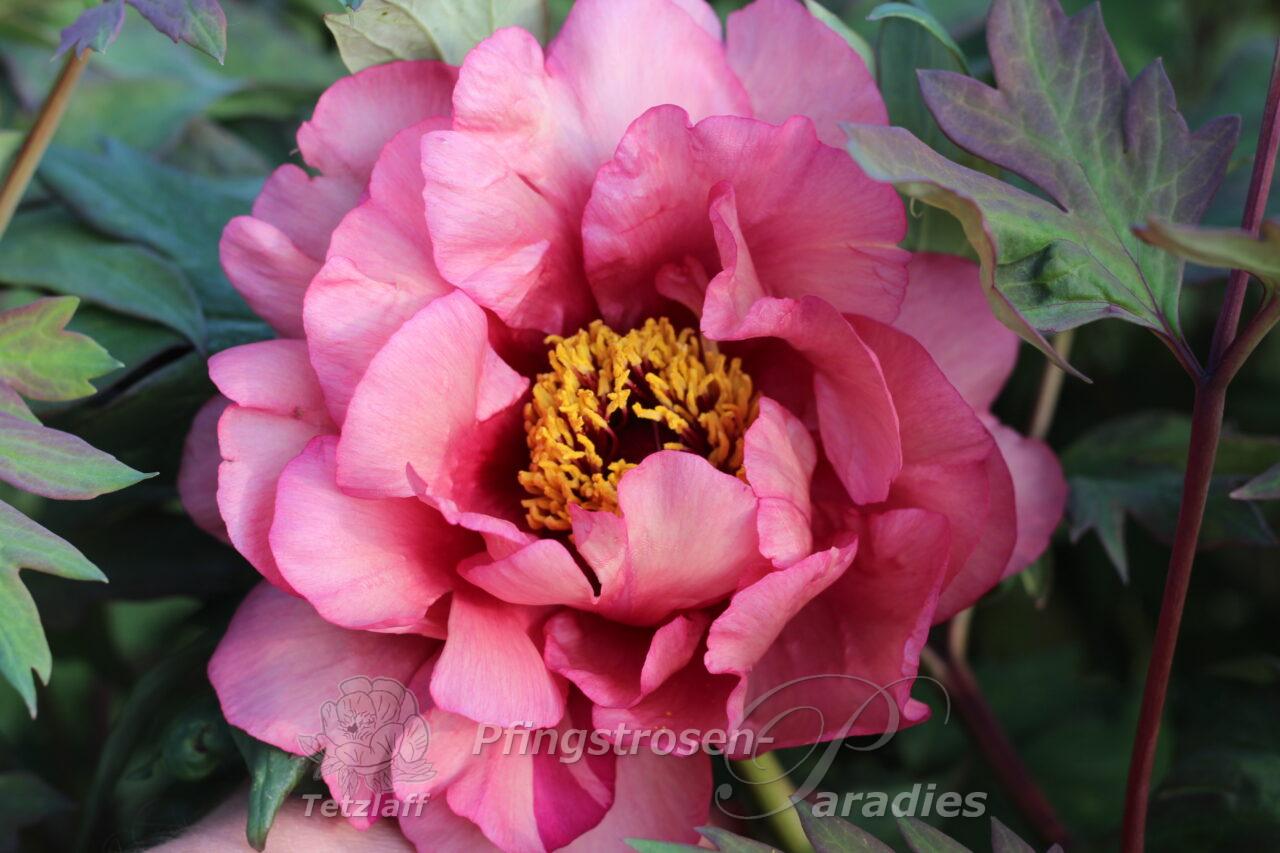 Paeonia 'Brahmin' | Pfingstrosen-Paradies Tetzlaff