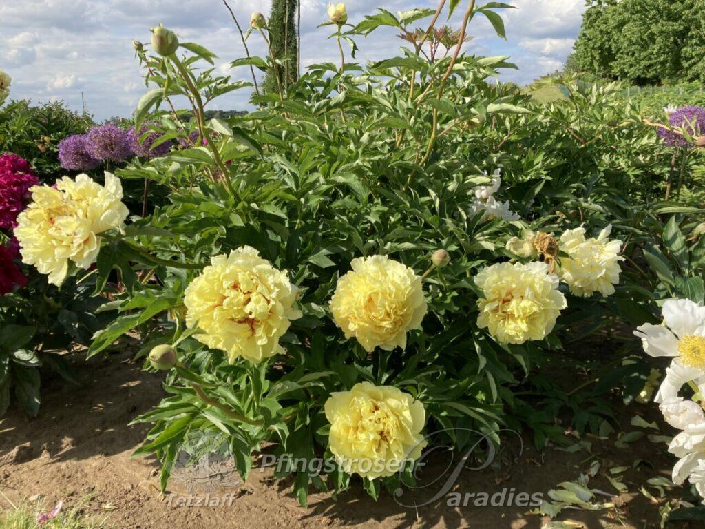 Paeonia 'Duchesse de Lorraine' | Pfingstrosen-Paradies Tetzlaff