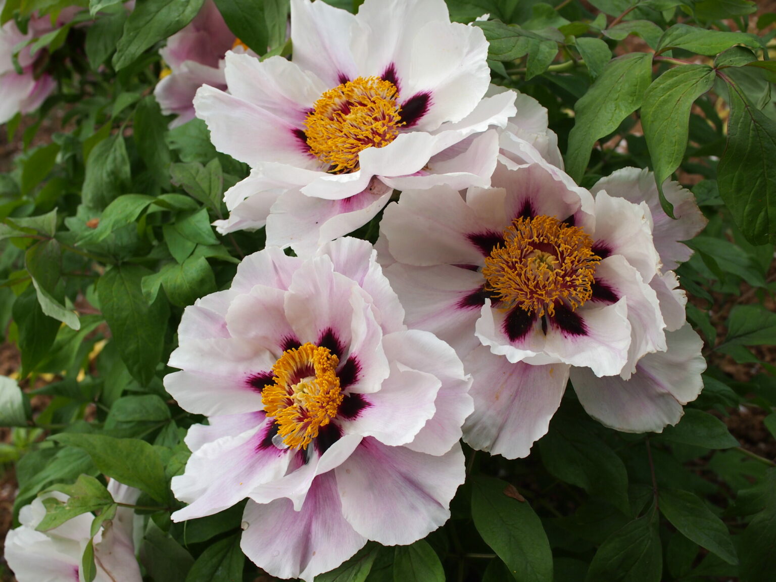 Pfingstrosen-Paradies Tetzlaff | Päonien-Gärtnerei mit Pflanzenversand