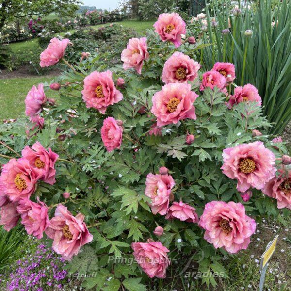 Paeonia 'Graham Ross' | Pfingstrosen-Paradies Tetzlaff