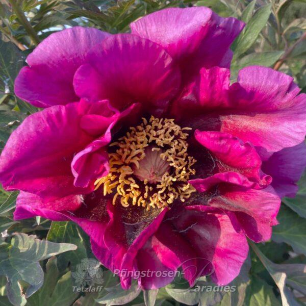 Paeonia 'Hungarian Countess' | Pfingstrosen-Paradies Tetzlaff