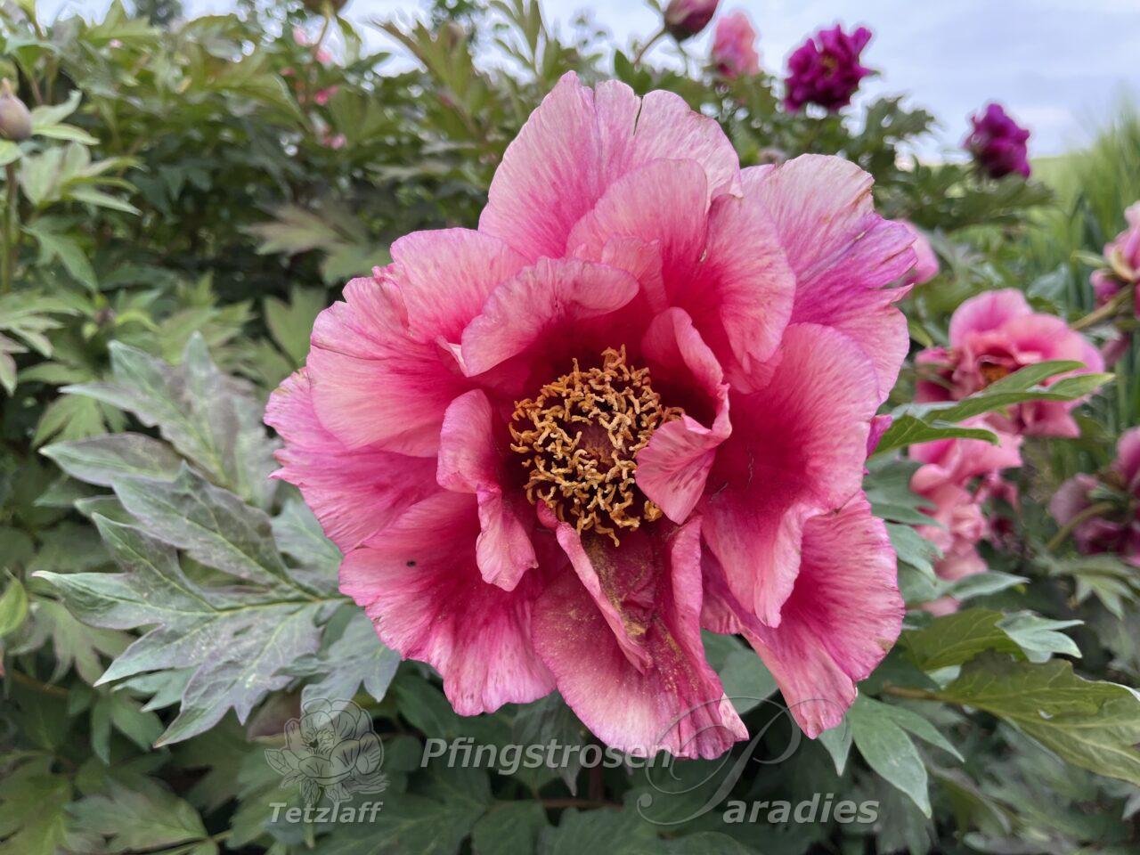Paeonia 'Hungarian Countess' | Pfingstrosen-Paradies Tetzlaff