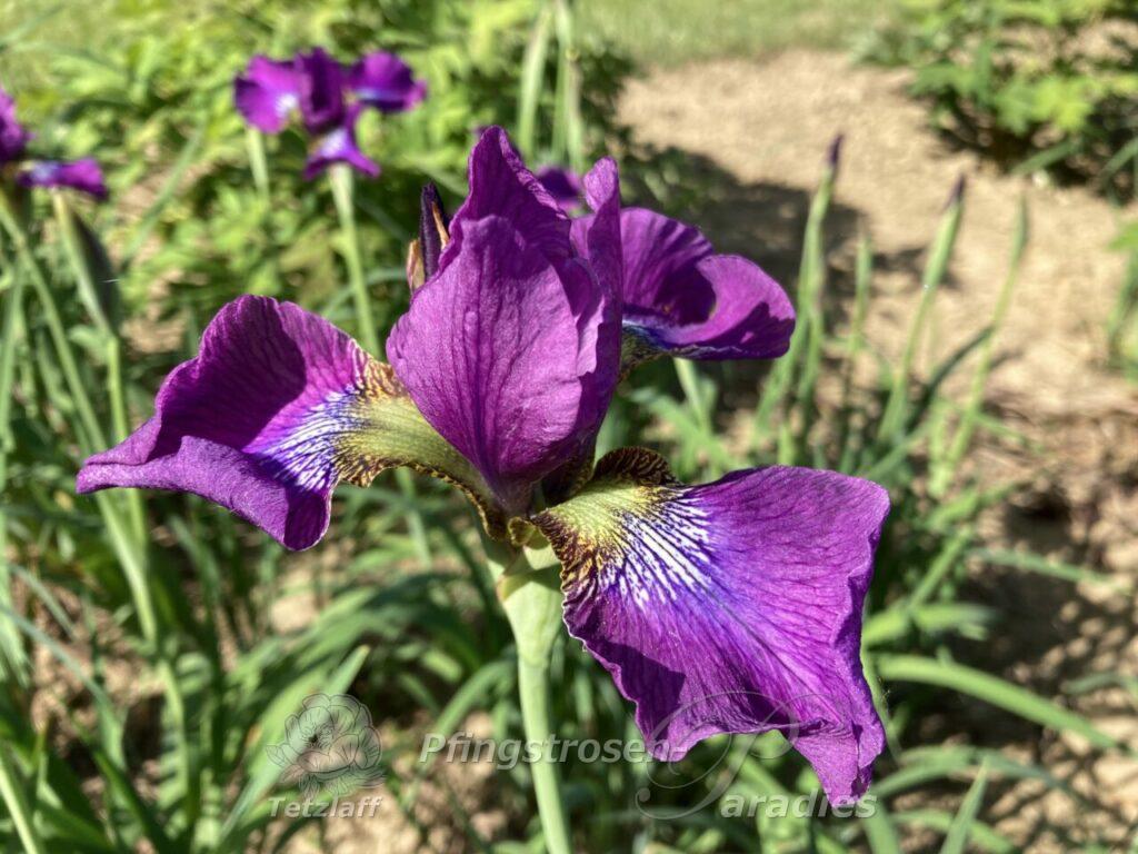 Iris sibirica 'Ewen' - Schwertlilie | Pfingstrosen-Paradies Tetzlaff