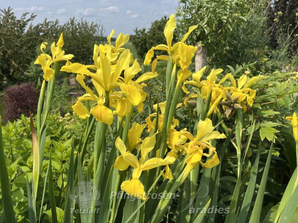 Iris spuria 'Skyline' - Schwertlilie | Pfingstrosen-Paradies Tetzlaff