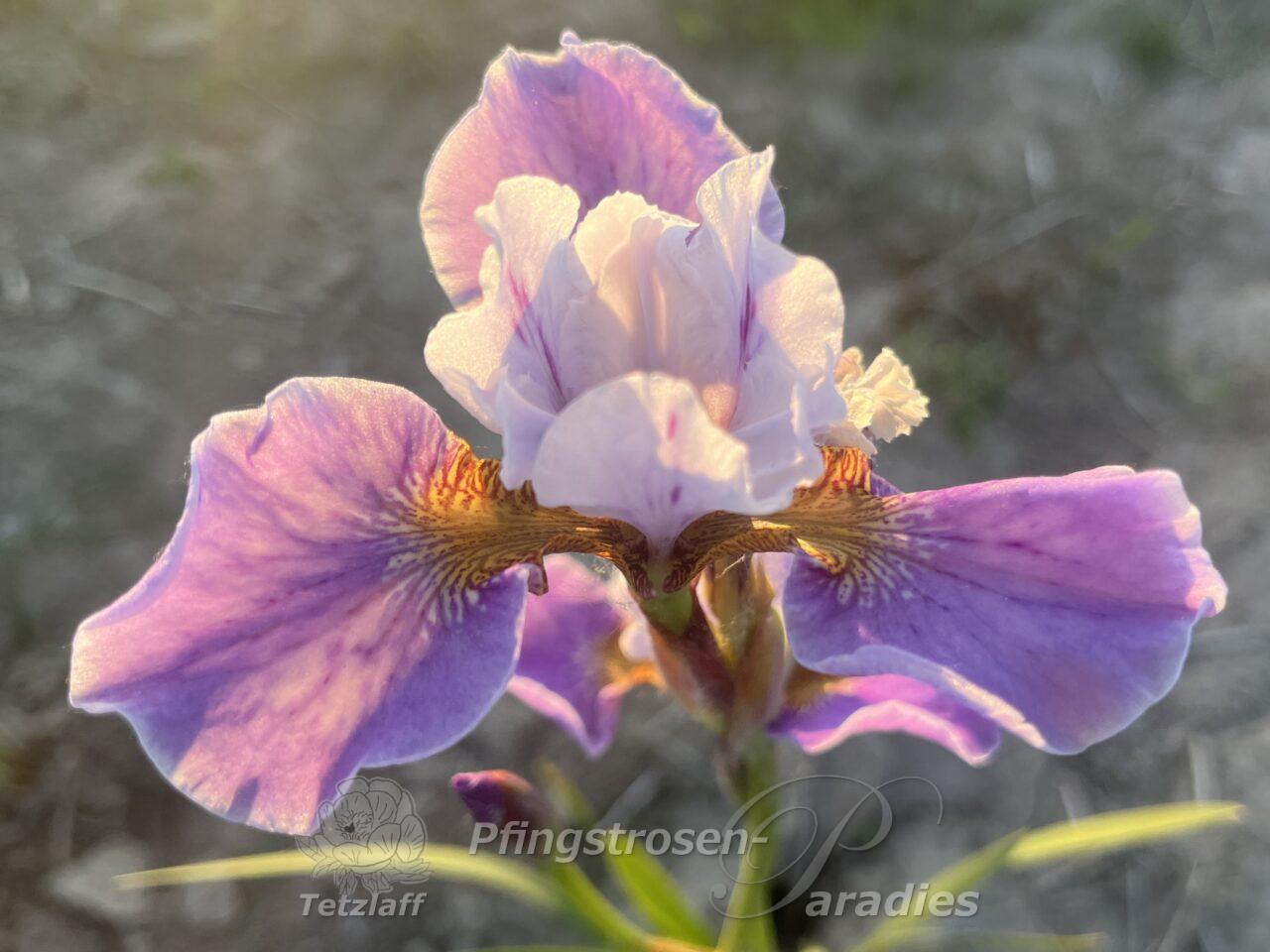 Iris x sibtosa 'Queen' - Schwertlilie | Pfingstrosen-Paradies Tetzlaff
