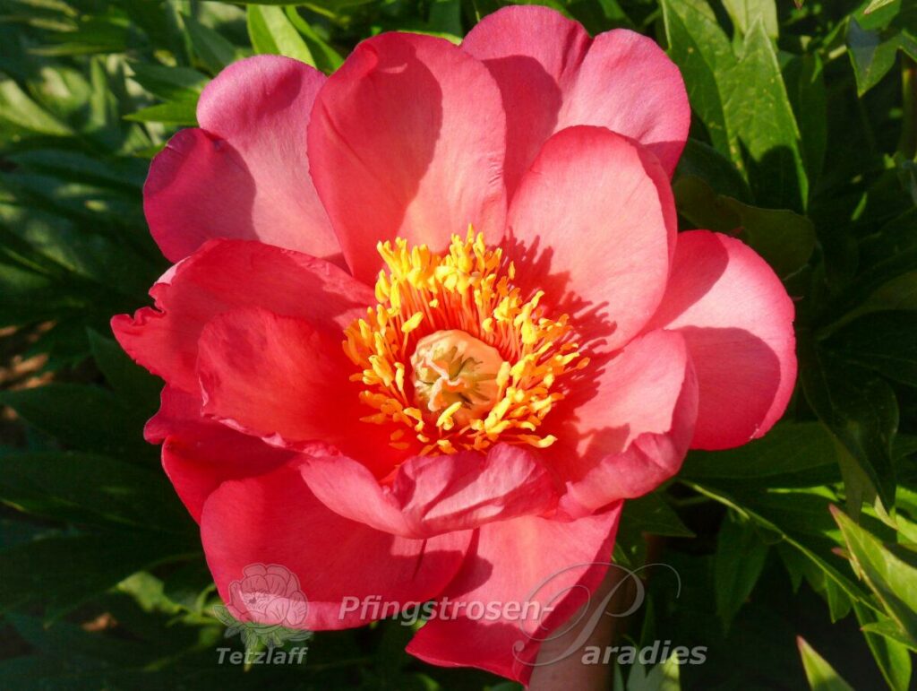 Paeonia 'Julia Rose' | Pfingstrosen-Paradies Tetzlaff