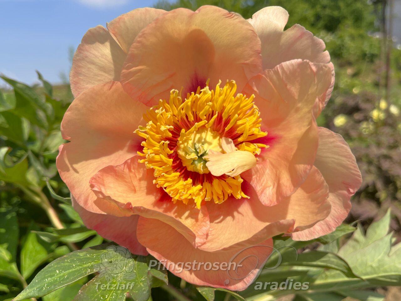 Paeonia 'Kansas Orange' | Pfingstrosen-Paradies Tetzlaff