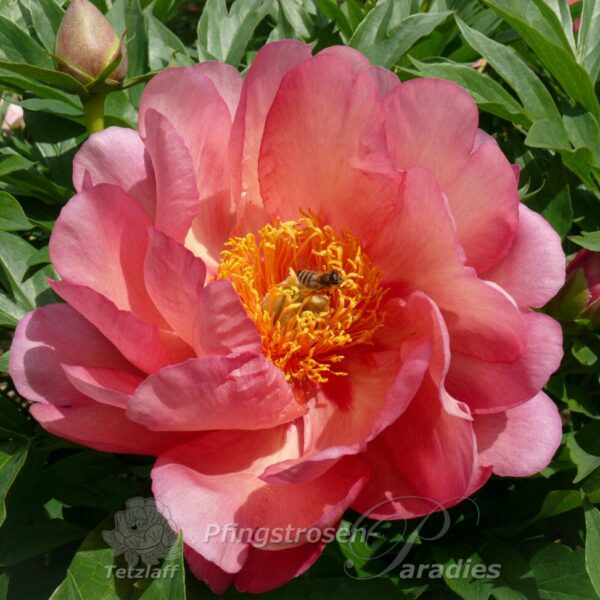 Paeonia 'Magical Mystery Tour' | Pfingstrosen-Paradies Tetzlaff