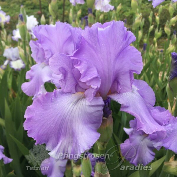 Iris 'Mary Frances' | Pfingstrosen-Paradies Tetzlaff