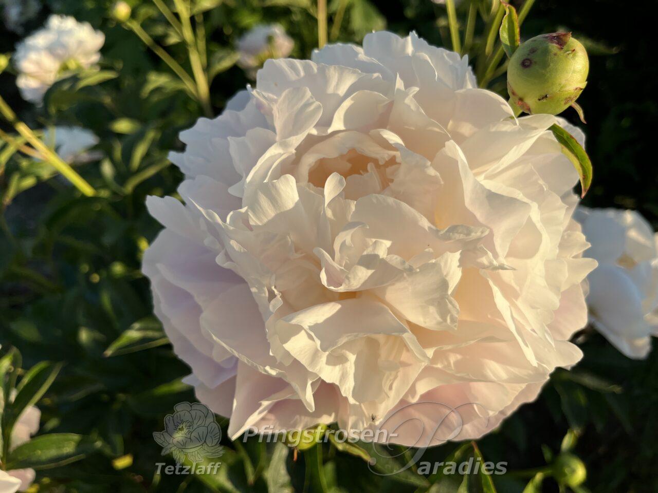 Paeonia 'Moonstone' | Pfingstrosen-Paradies Tetzlaff