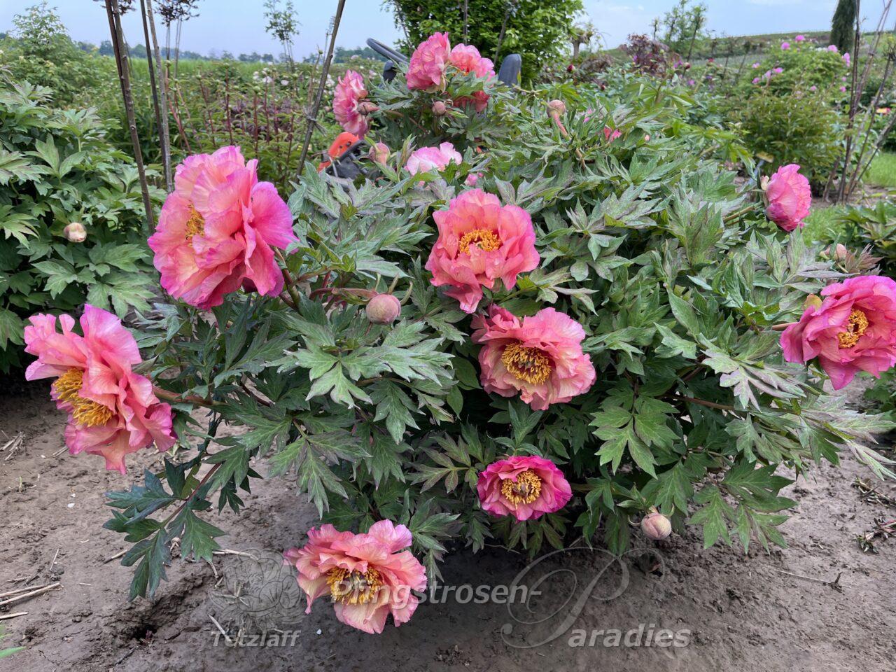Paeonia 'Nebula Star' | Pfingstrosen-Paradies Tetzlaff