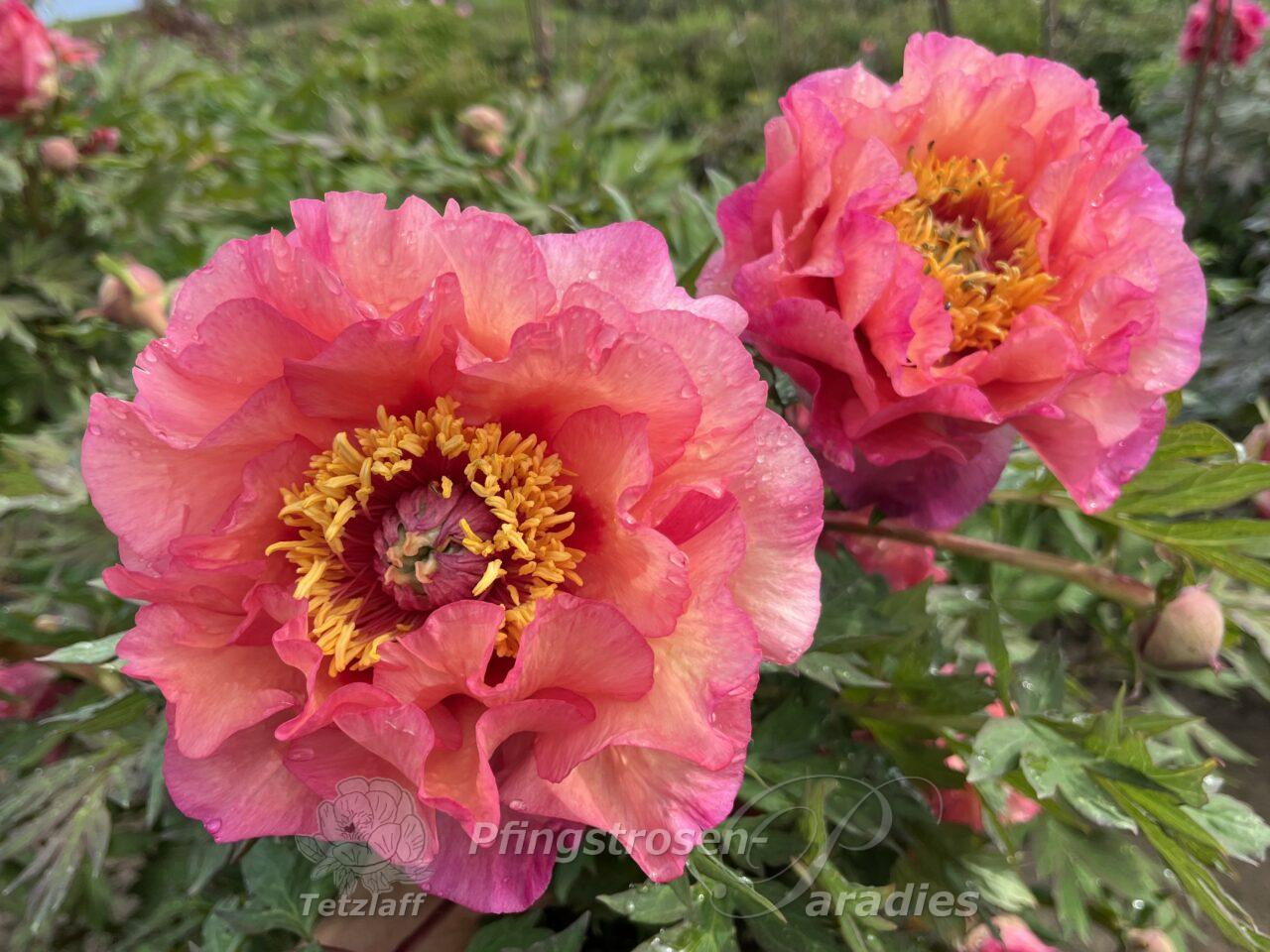 Paeonia 'Nebula Star' | Pfingstrosen-Paradies Tetzlaff