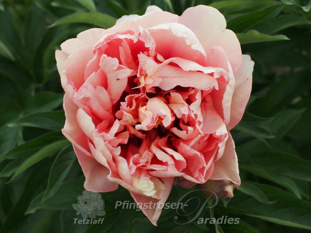 Paeonia 'Oochigeas' | Pfingstrosen-Paradies Tetzlaff