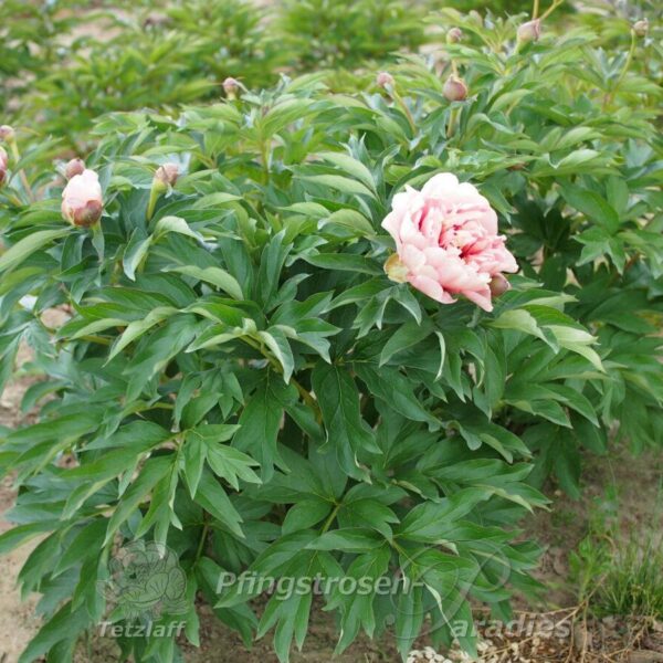 Paeonia 'Oochigeas' | Pfingstrosen-Paradies Tetzlaff