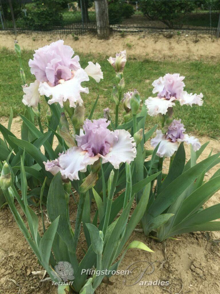 Paeonia 'Iris 'Paris Fashion'' | Pfingstrosen-Paradies Tetzlaff