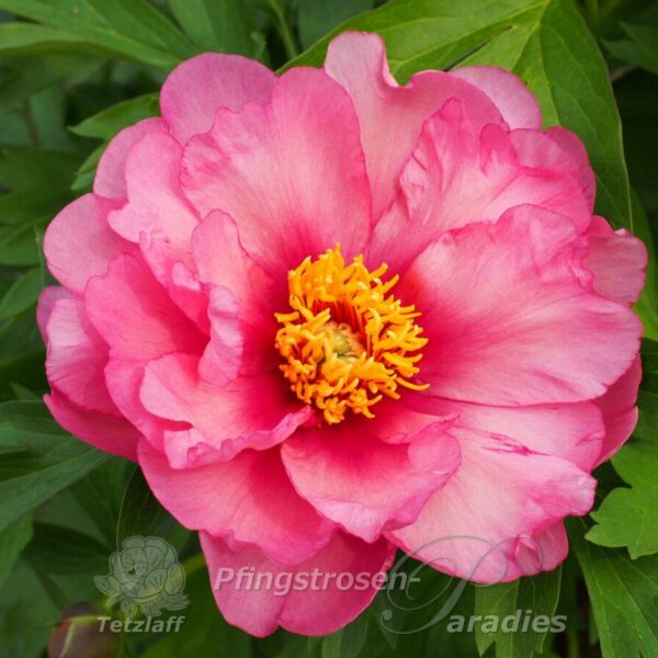 Paeonia 'Pink Double Dandy' | Pfingstrosen-Paradies Tetzlaff