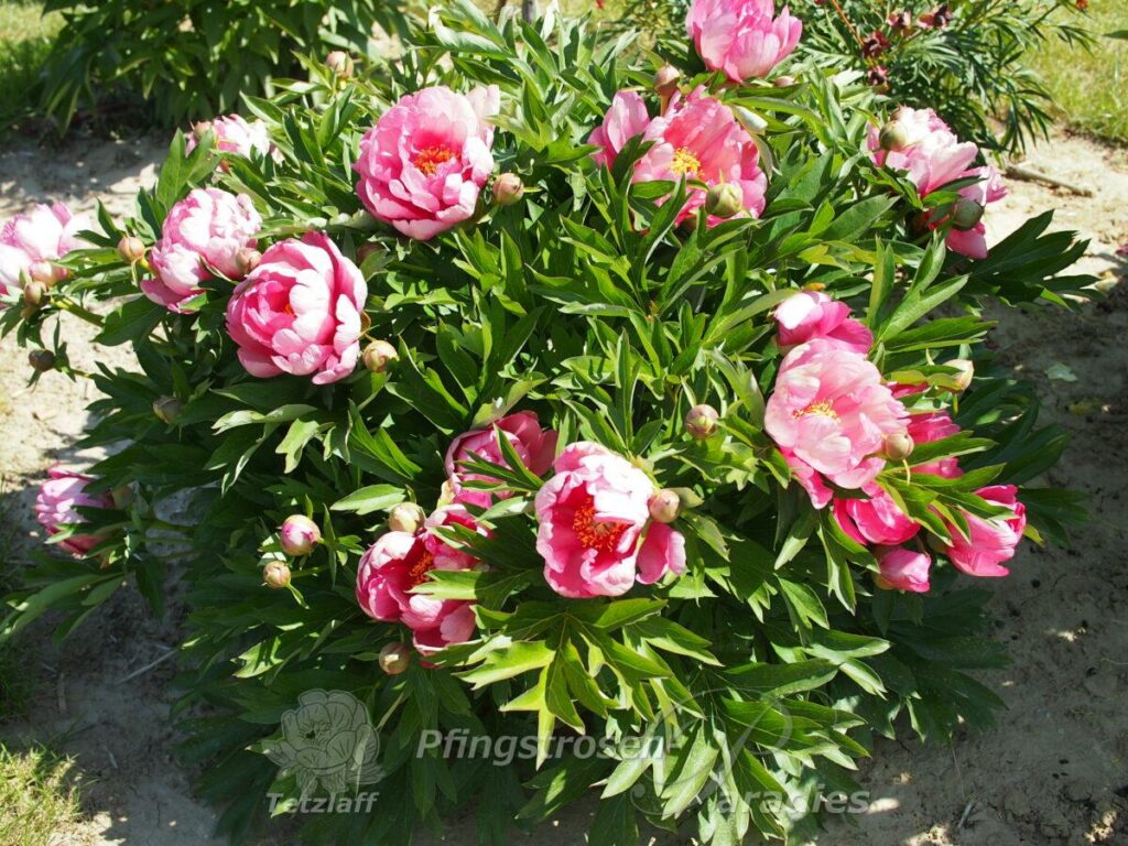 Paeonia 'Pink Double Dandy' | Pfingstrosen-Paradies Tetzlaff