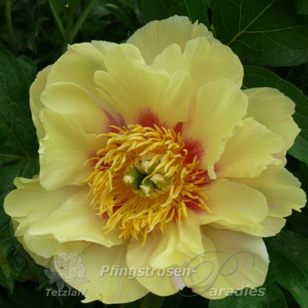 Paeonia 'Prairie Charm' | Pfingstrosen-Paradies Tetzlaff