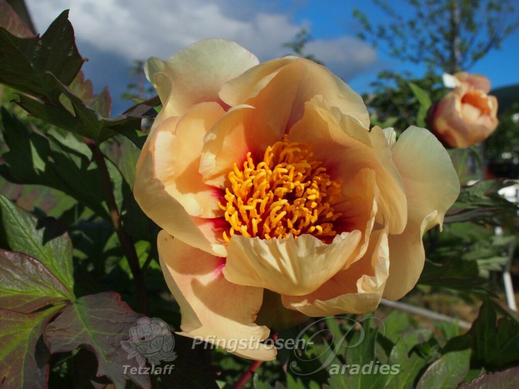 Paeonia 'Prince William' | Pfingstrosen-Paradies Tetzlaff