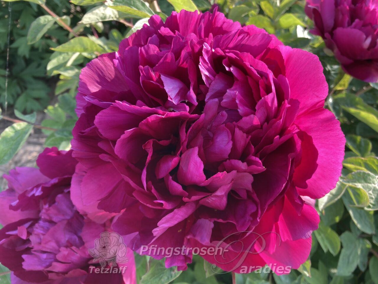 Paeonia 'Purple Perfection' | Pfingstrosen-Paradies Tetzlaff