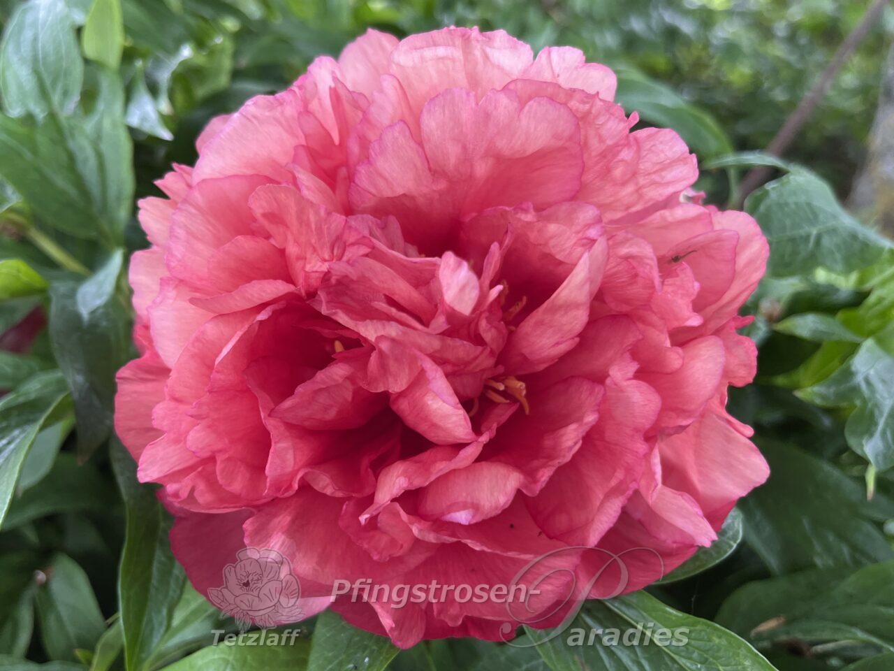 Paeonia 'Rachel Dolores' | Pfingstrosen-Paradies Tetzlaff