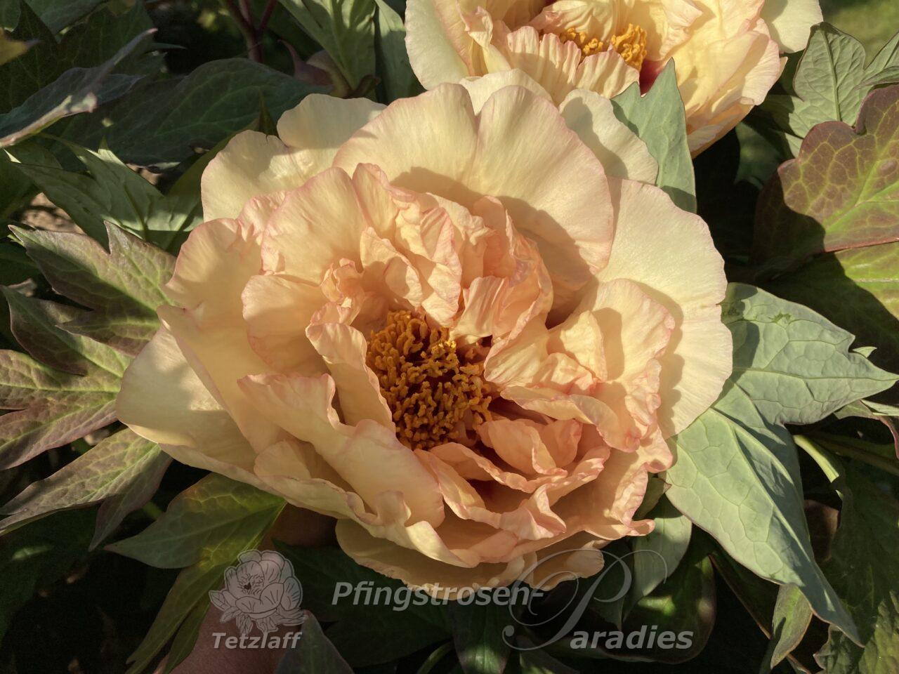 Paeonia 'Russian Prince' | Pfingstrosen-Paradies Tetzlaff