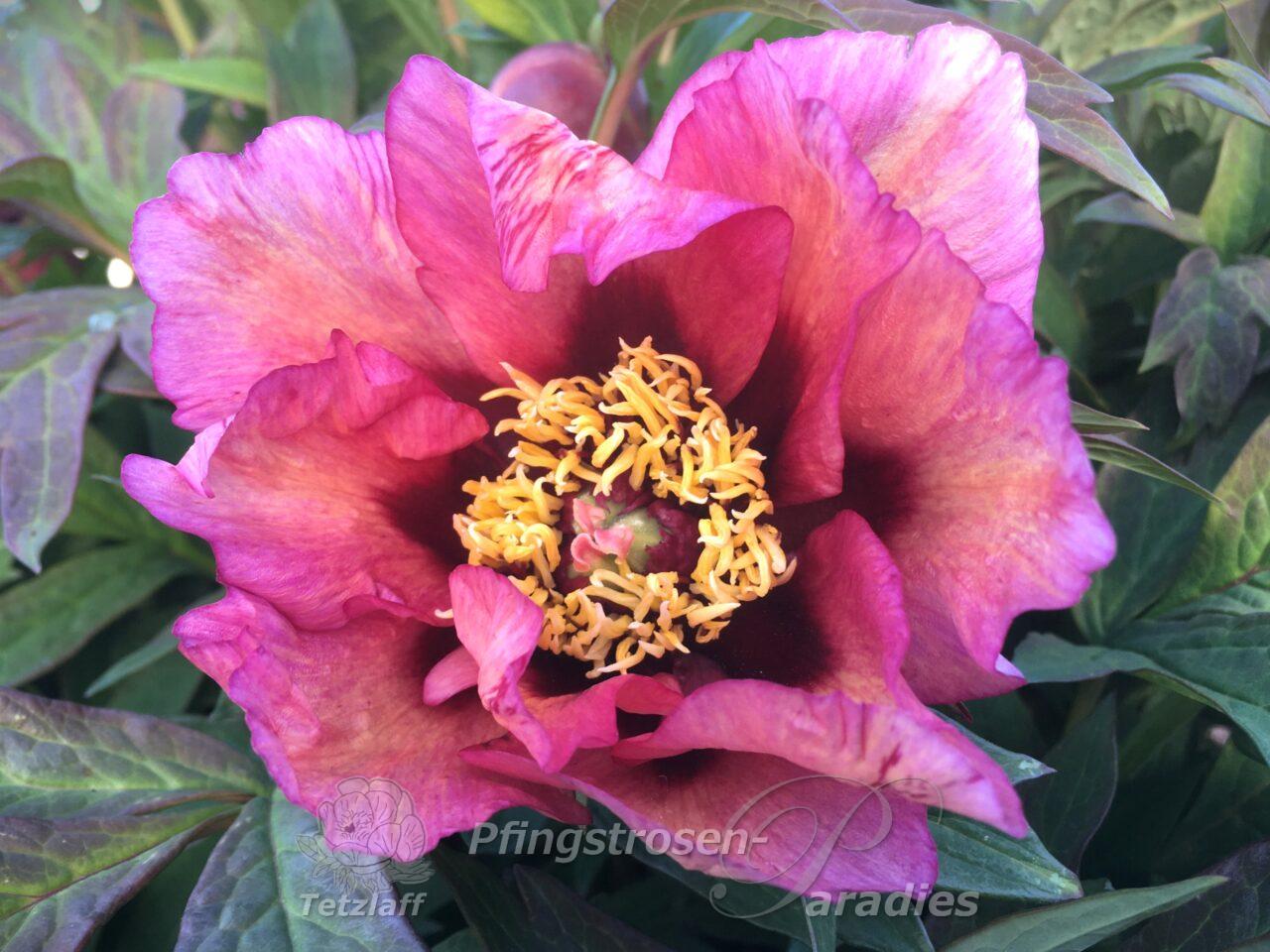 Paeonia 'Savage Splendor' | Pfingstrosen-Paradies Tetzlaff