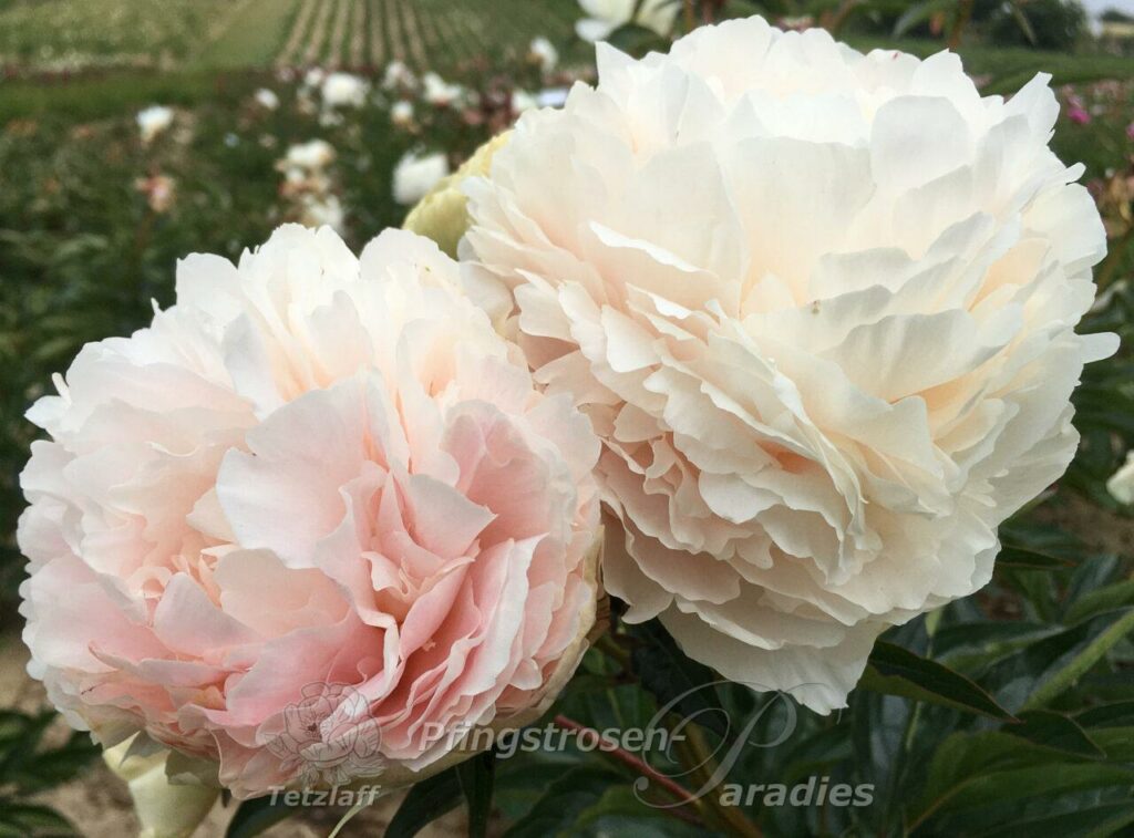 Paeonia 'Solange' | Pfingstrosen-Paradies Tetzlaff