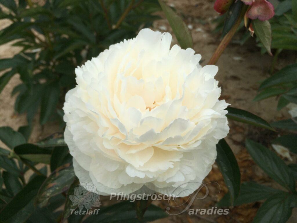 Paeonia 'Solange' | Pfingstrosen-Paradies Tetzlaff