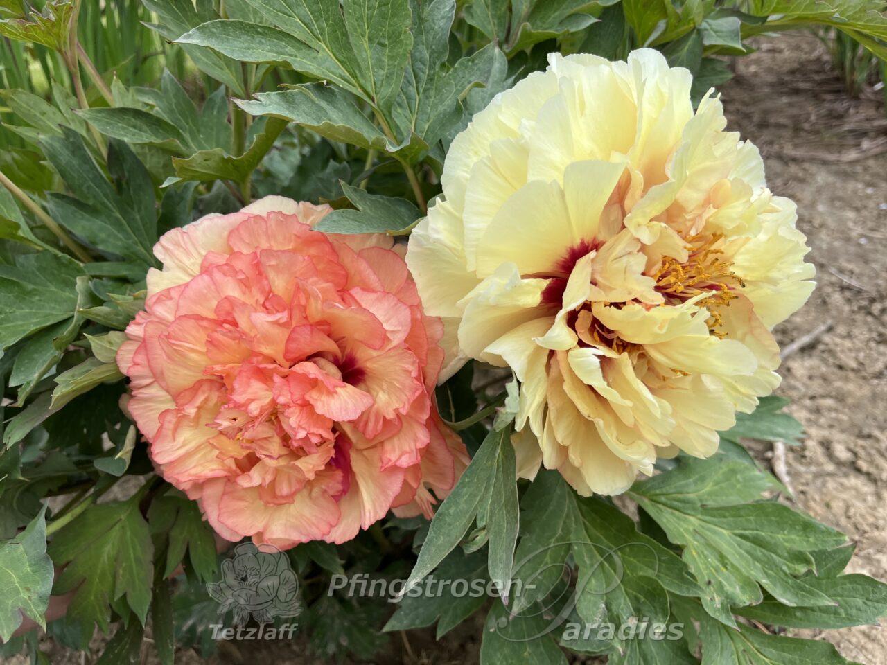 Paeonia 'Spellbound' | Pfingstrosen-Paradies Tetzlaff