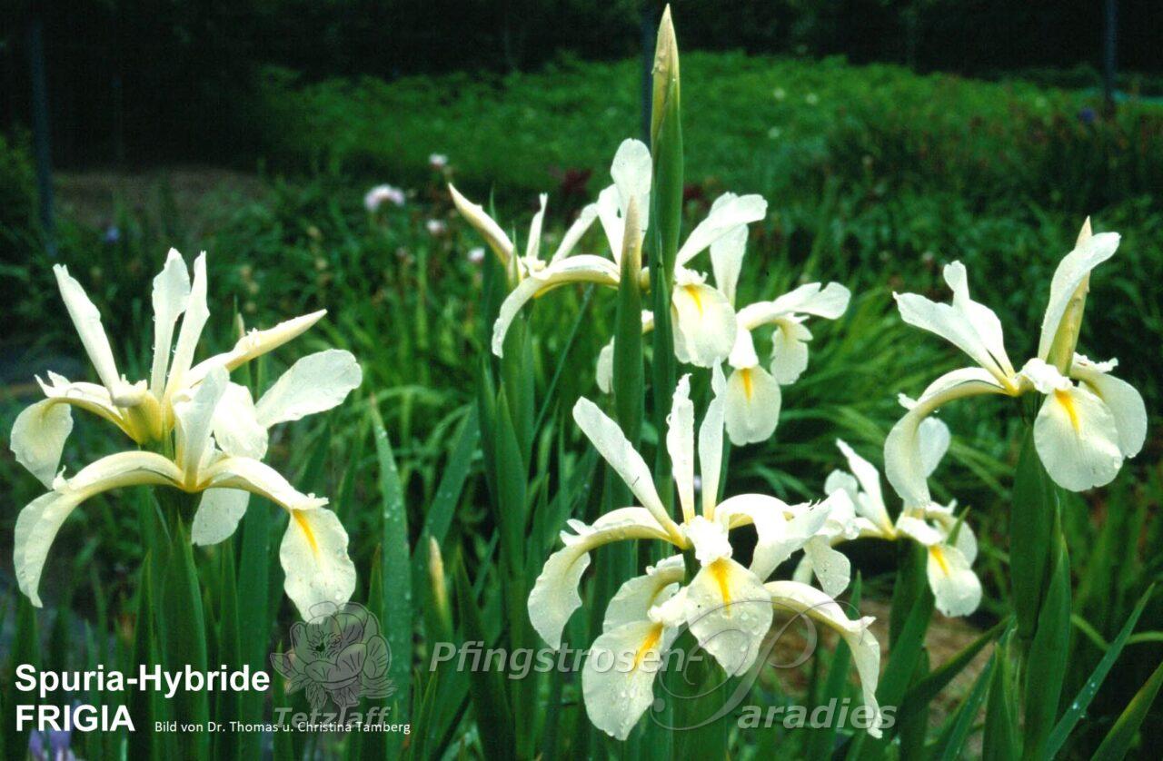 Iris spuria 'Frigia' - Schwertlilie | Pfingstrosen-Paradies Tetzlaff