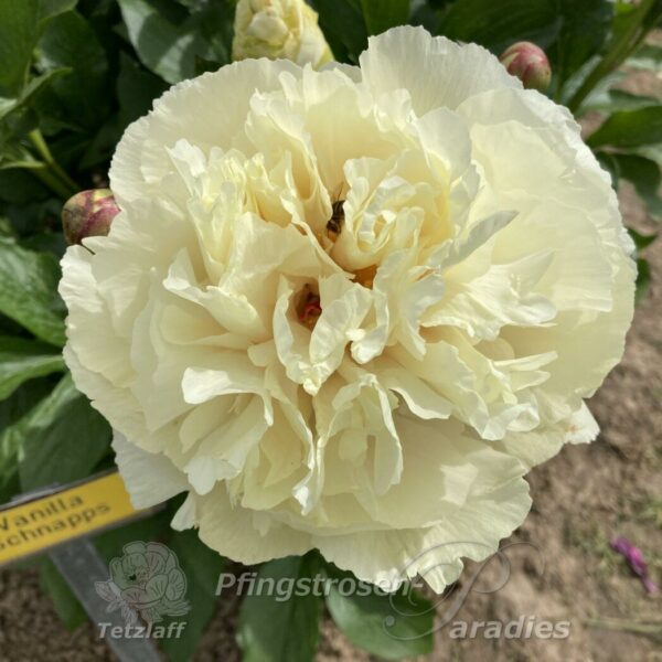 Paeonia 'Vanilla Schnapps' | Pfingstrosen-Paradies Tetzlaff