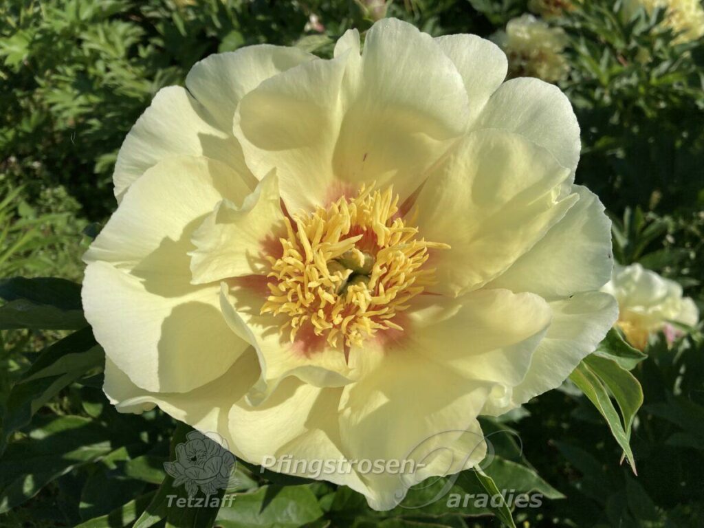 Paeonia 'Viking Full Moon' | Pfingstrosen-Paradies Tetzlaff